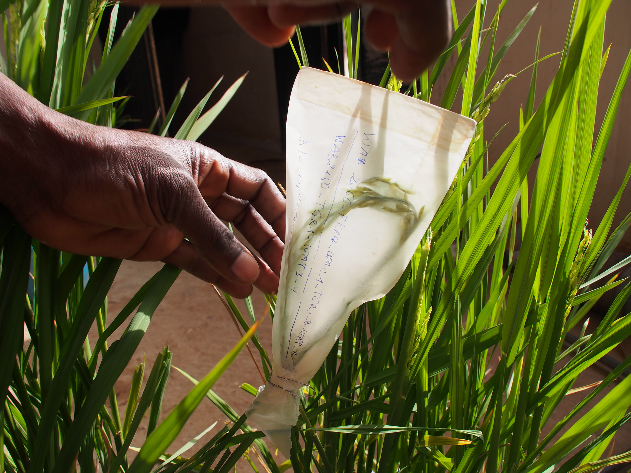 Nepal: 3-day rice tech transfer training workshop held | International ...
