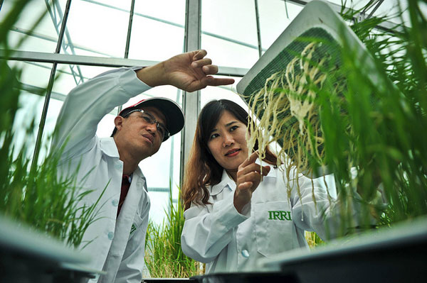 Lee Foundation scholarships available for promising rice scientists ...