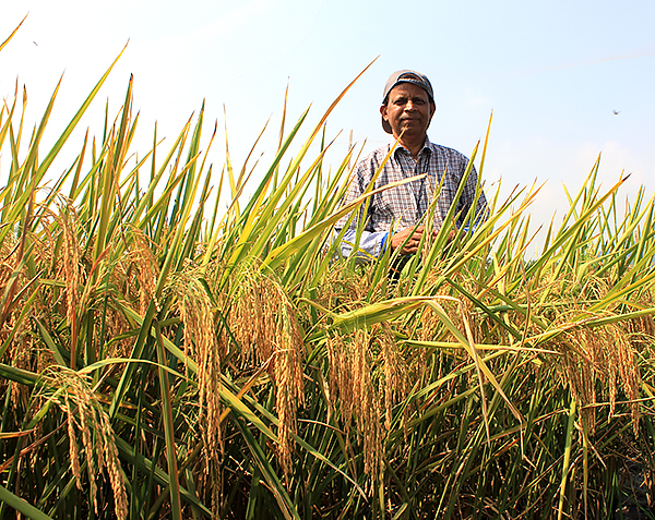 Breakthrough in improving yield potential could continue what the Green ...
