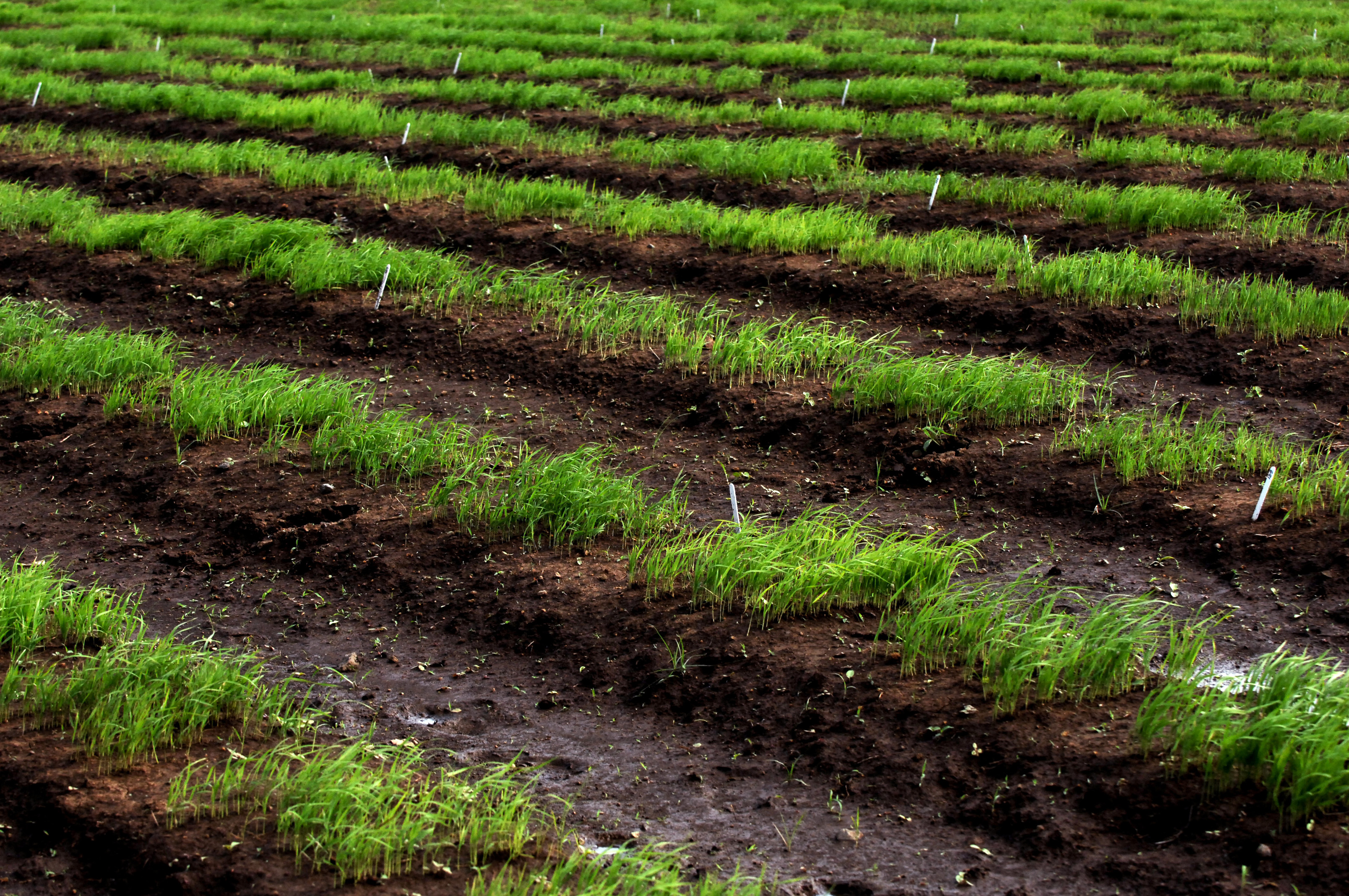 Global rice program to explore boosting Asia’s rice-based agriculture ...