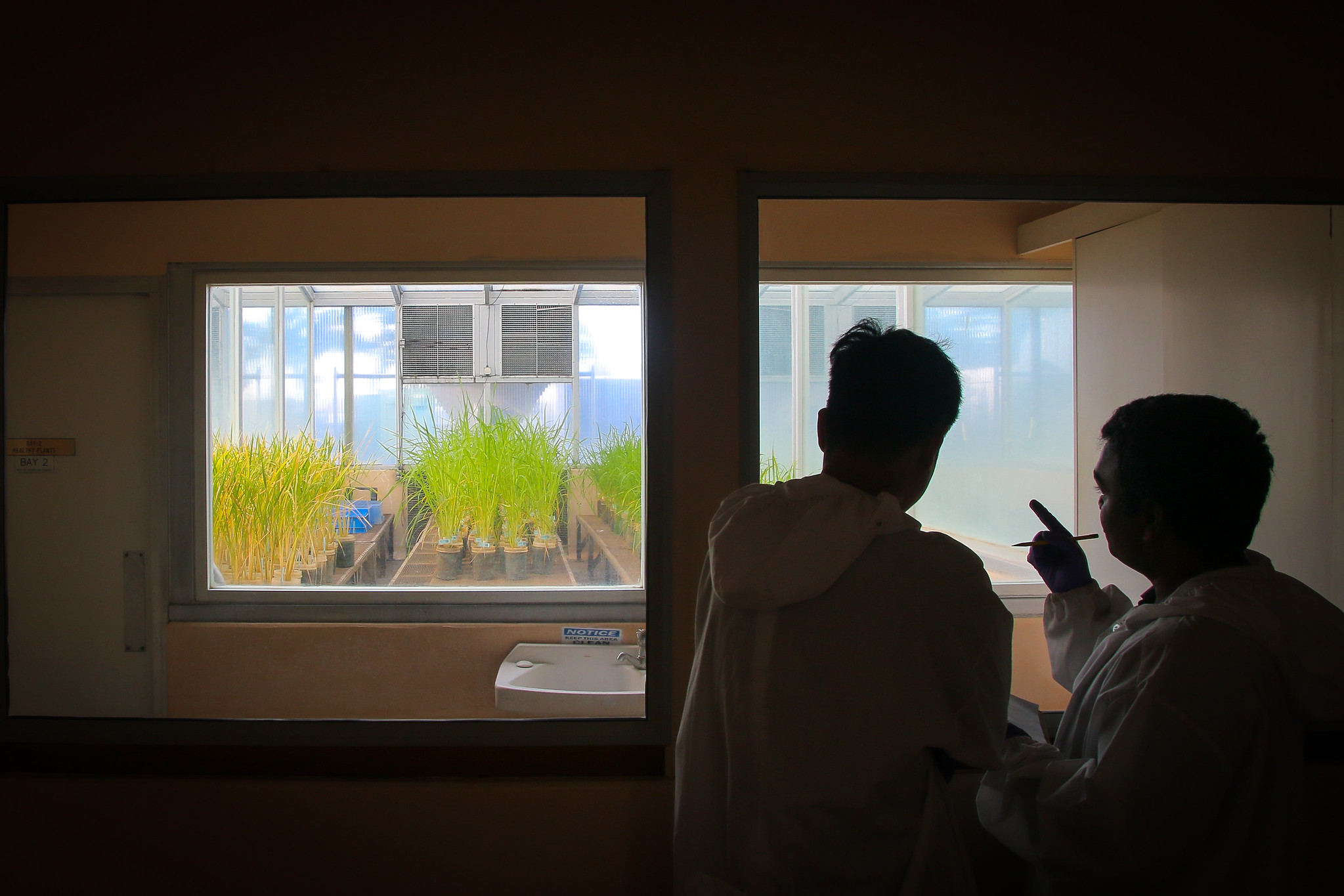 IRRI launches Bio-Innovation Center with new Bioseed research ...