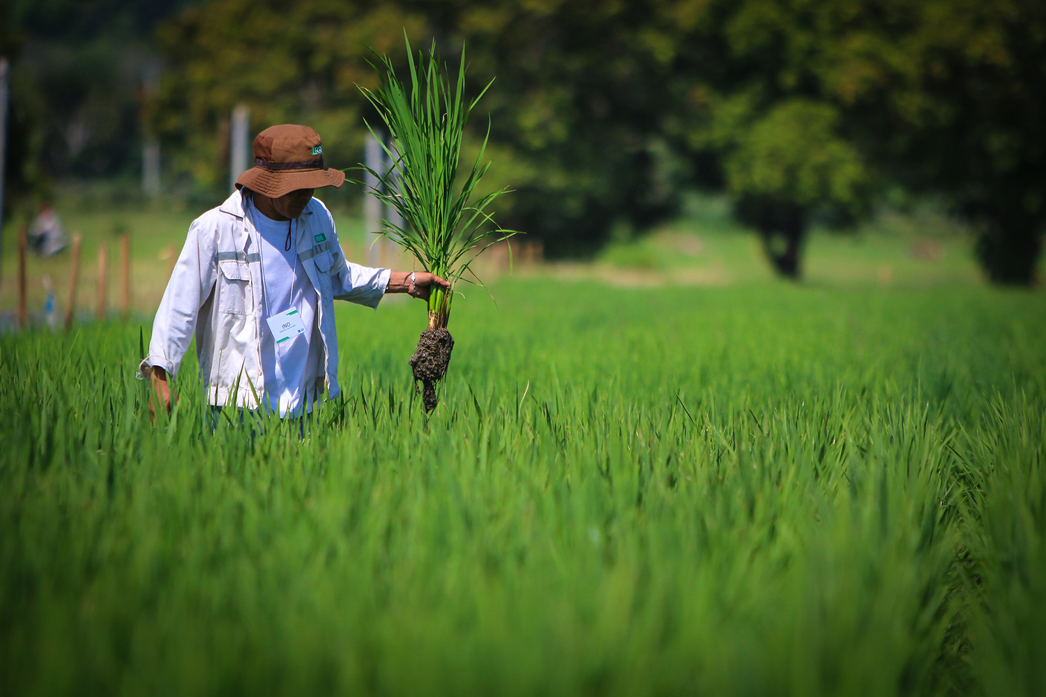 IRRI committed to working with partners, governments to ensure ...