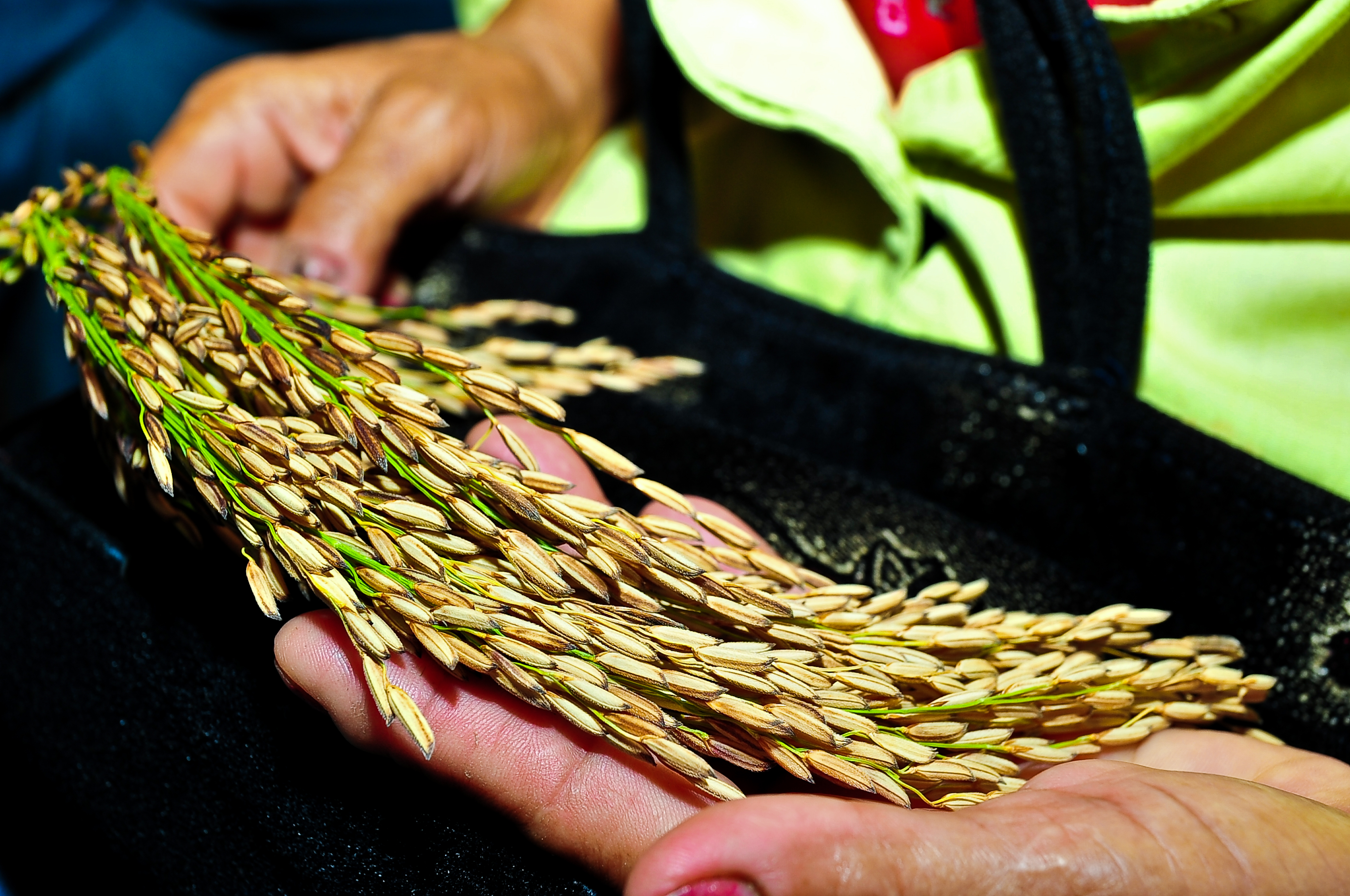 IRRI and CSIRO collaborate on new ways to protect rice crops from ...