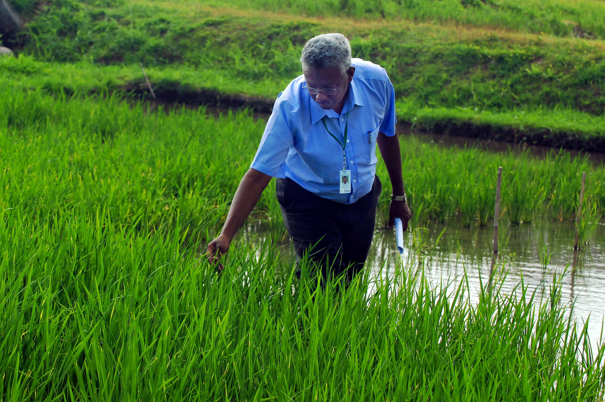 IRRI Scientist Receives Crop Science Society of America Highest Award ...