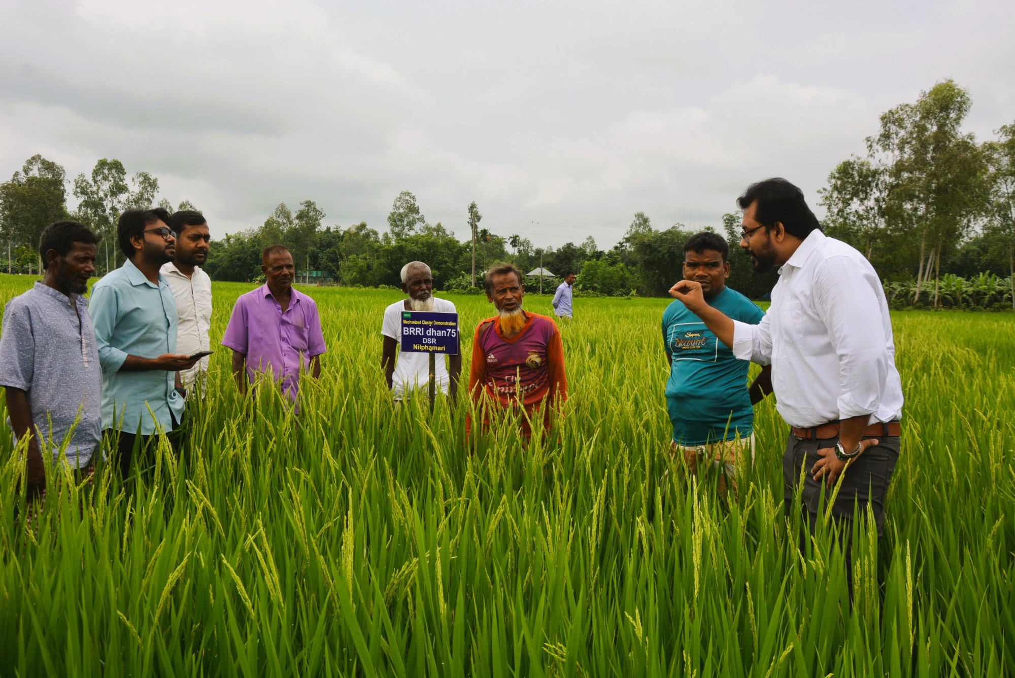 Advancing direct-seeded rice technology in northern Bangladesh through ...