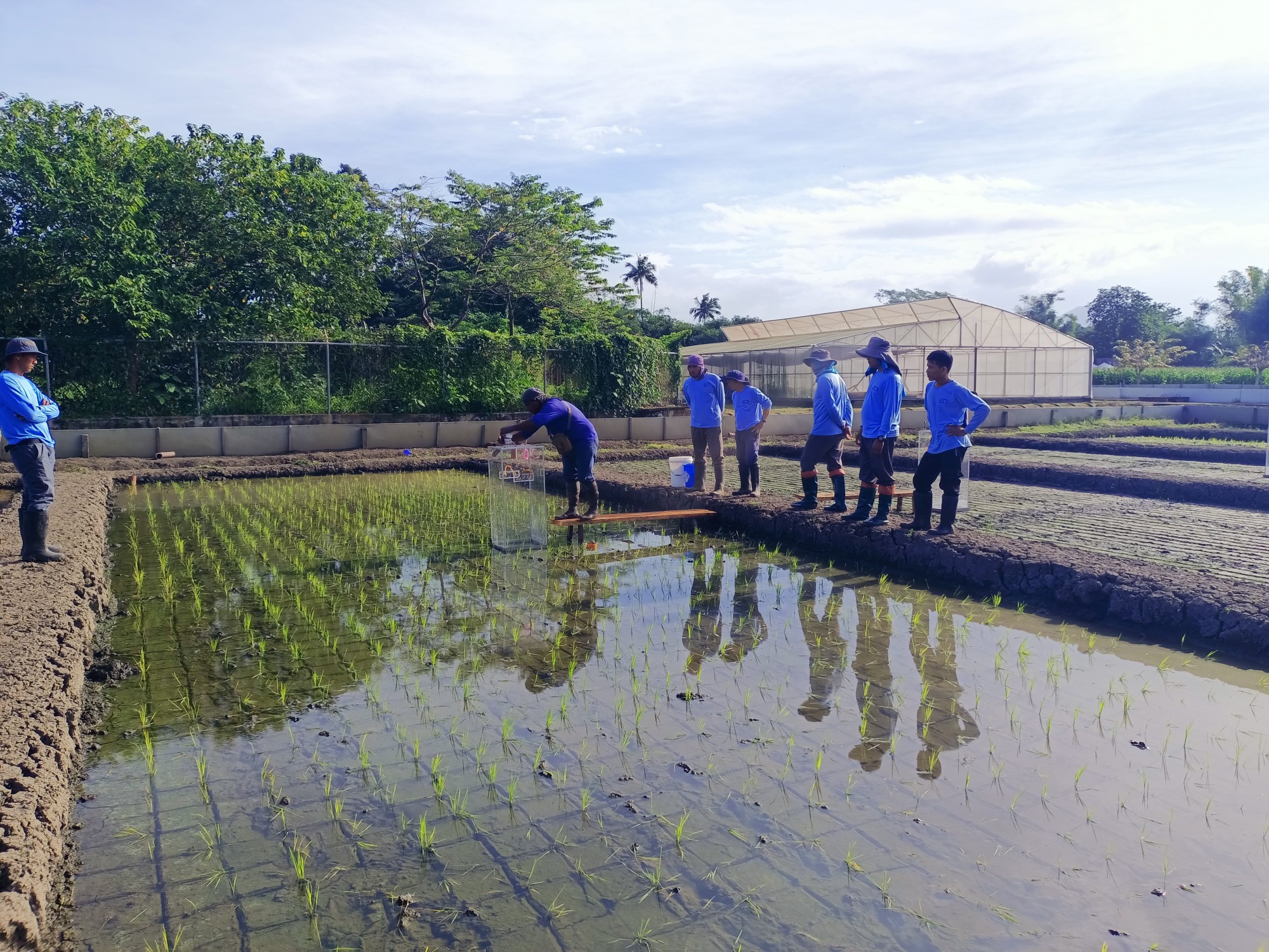 BASF and IRRI join forces to reduce carbon footprint of rice ...