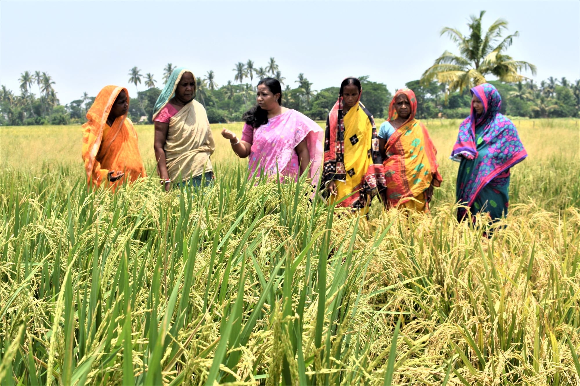 IRRI scientist honored with Borlaug Field Award for her work on farmer ...