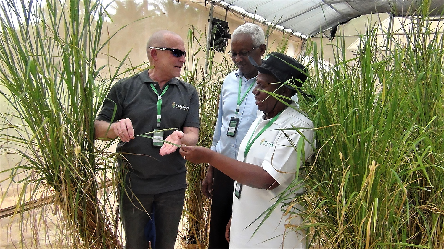 Strengthening Rice Resilience to Climate Change in Africa ...