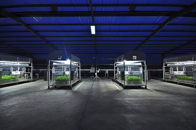 Rice of the future gets financial boost | International Rice Research ...