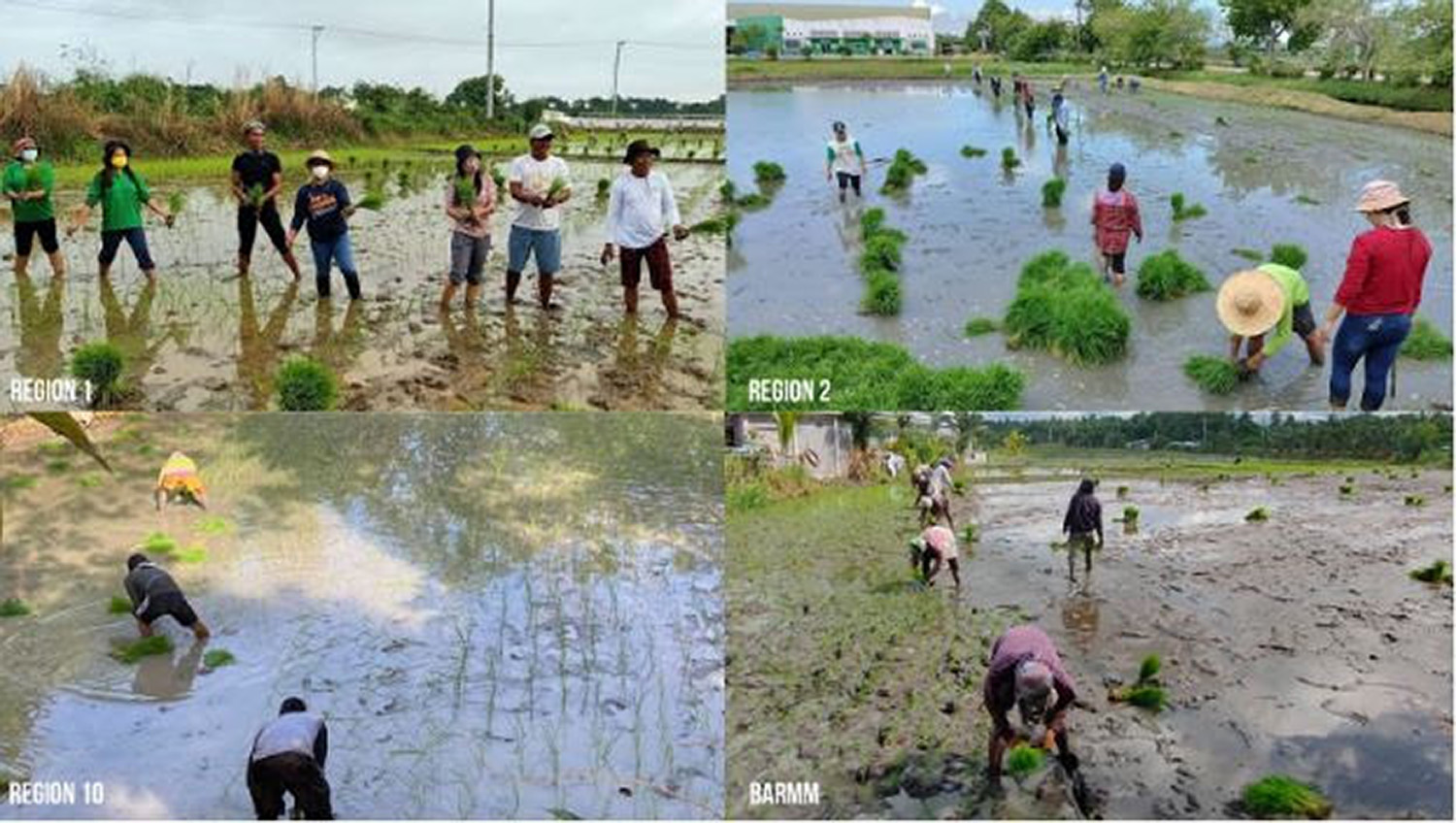 Farm-level cultivation of Golden Rice now at transplanting stage ...