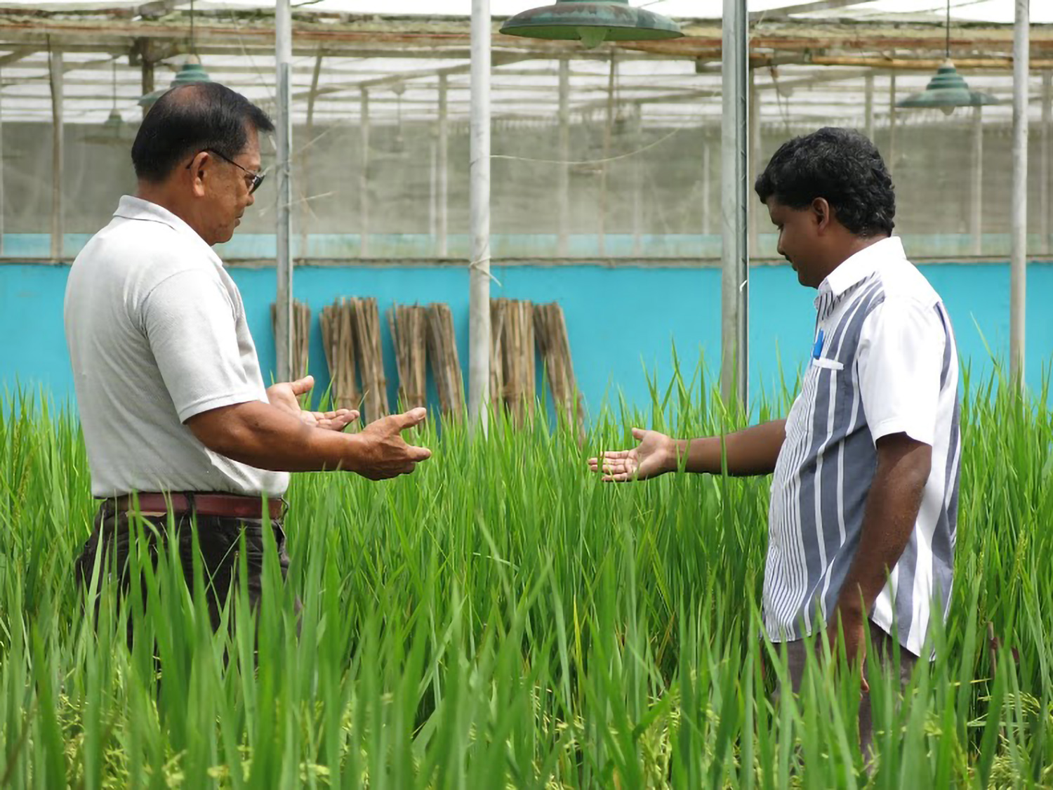 Initial peer-reviewed publications of Golden Rice biosafety data ...