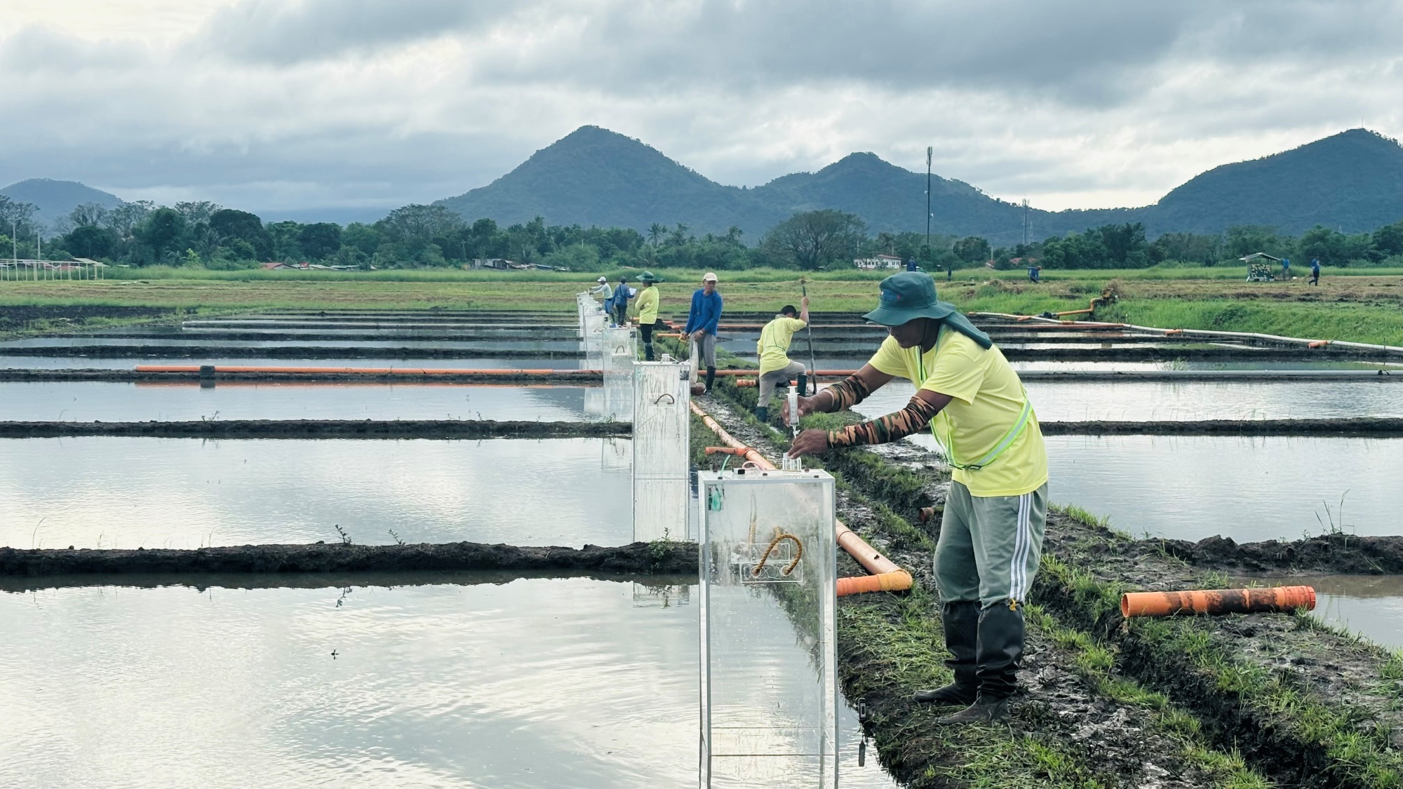 IRRI and Kubota partner up on experiment to reduce GHG emissions | International Rice Research ...