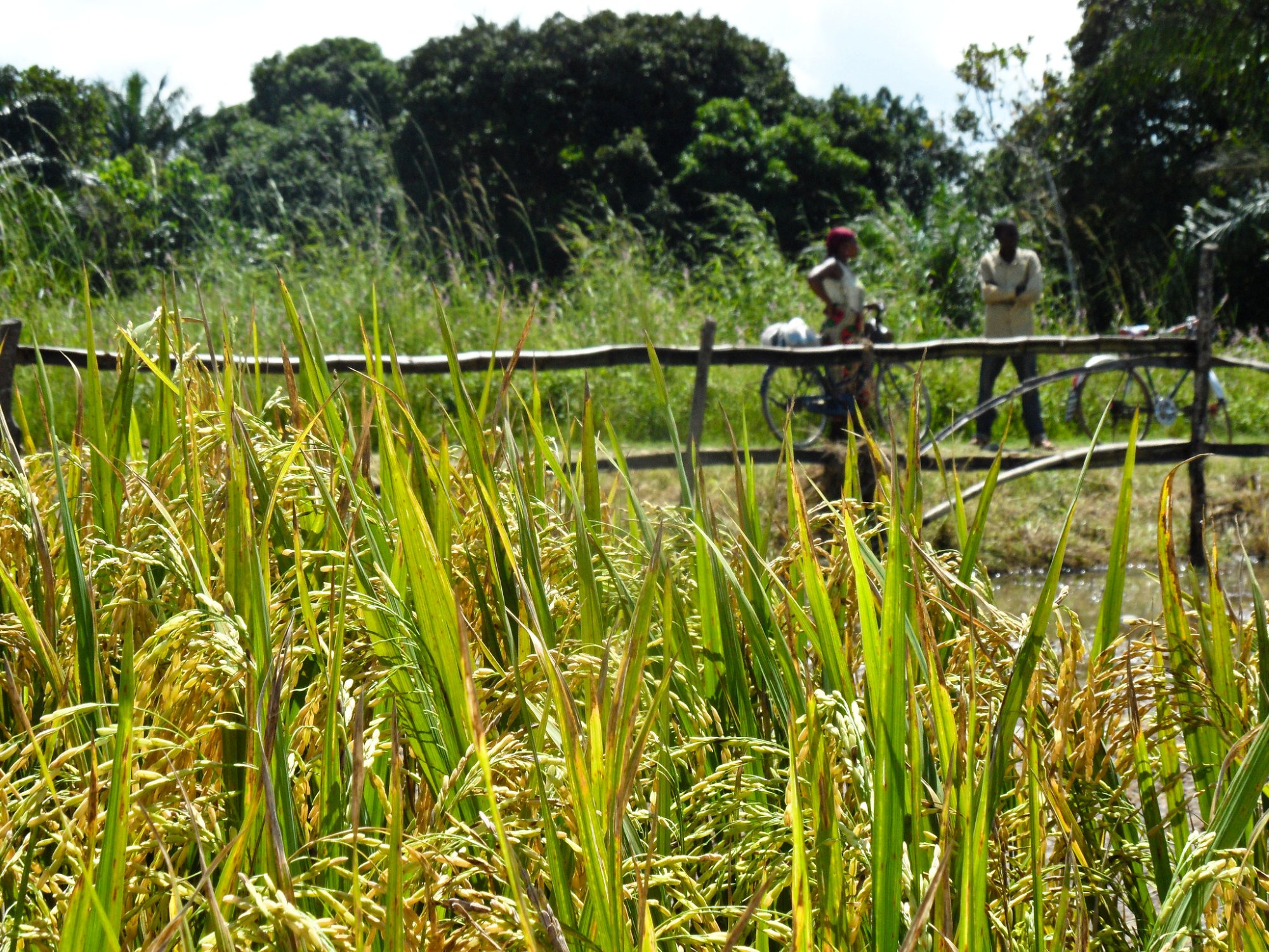 IRRI spotlights innovative partnership in strengthening African seed systems at CGIAR Science ...