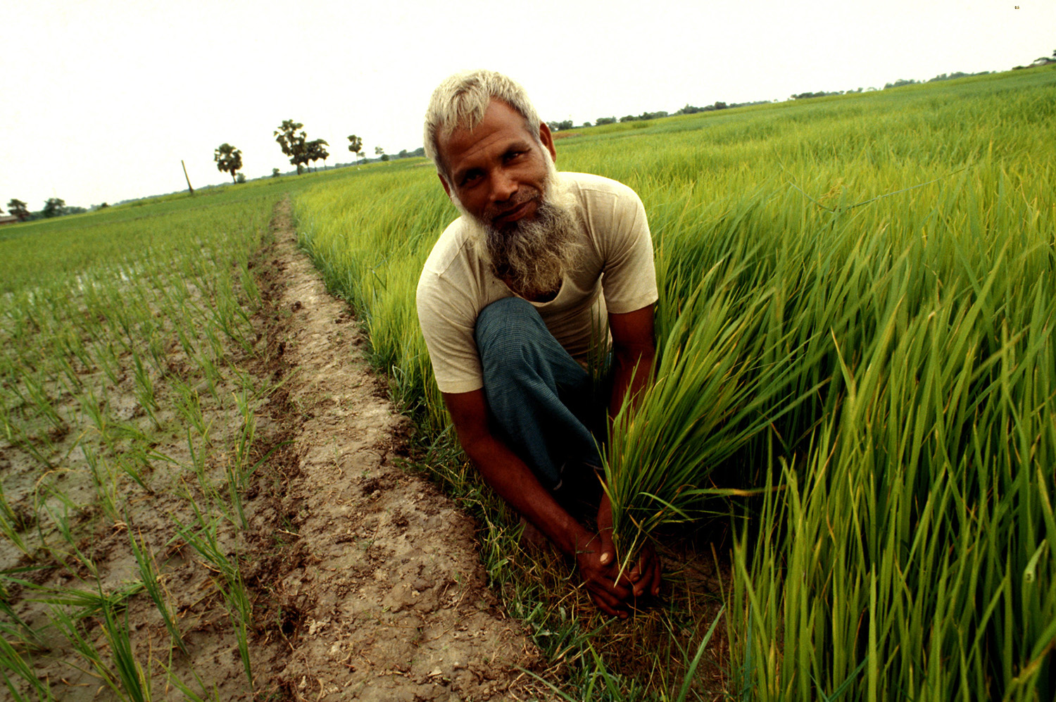 Rice researchers identified highly adapted advanced breeding lines for ...