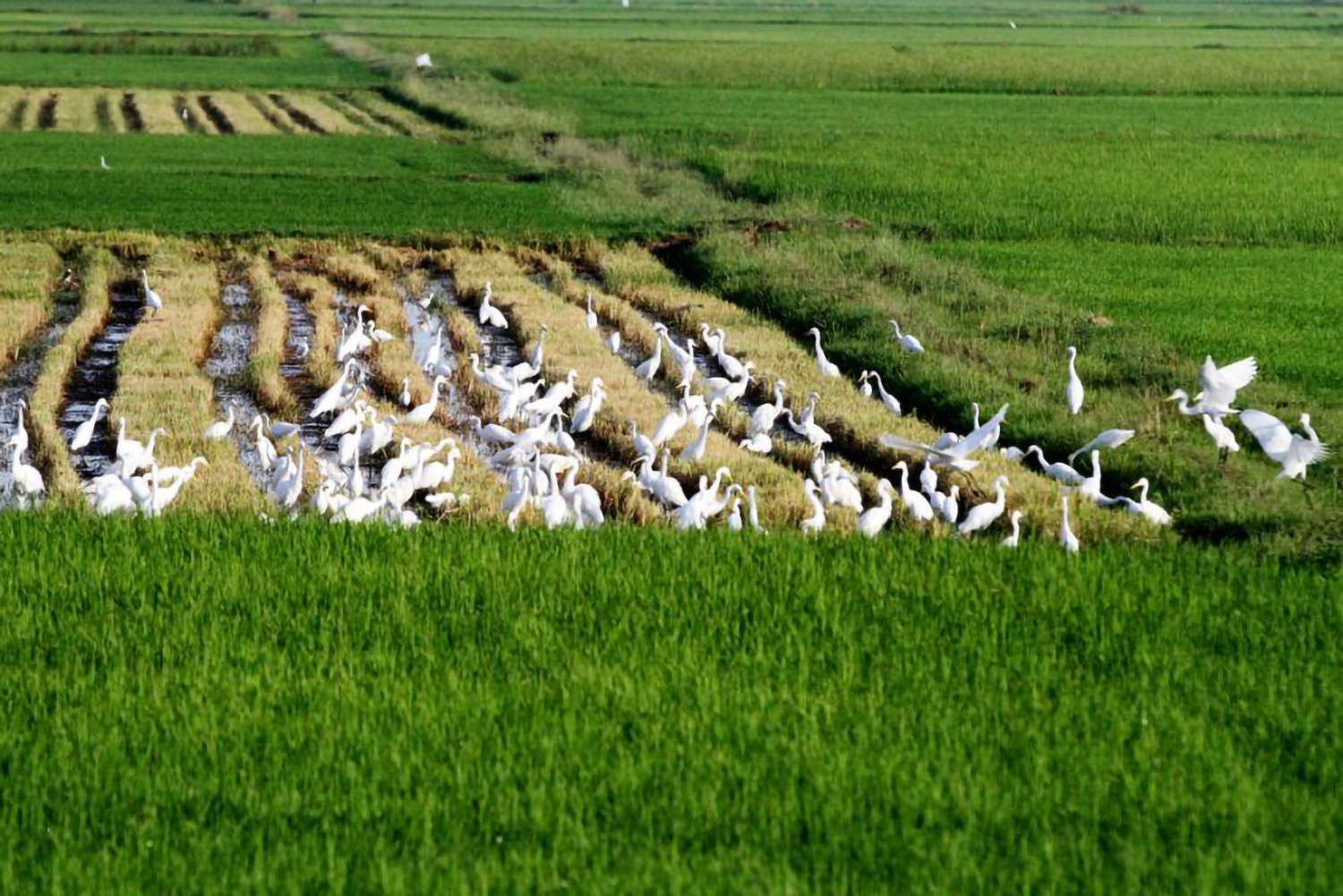 Kingdom helps in DSR rice project | International Rice Research Institute