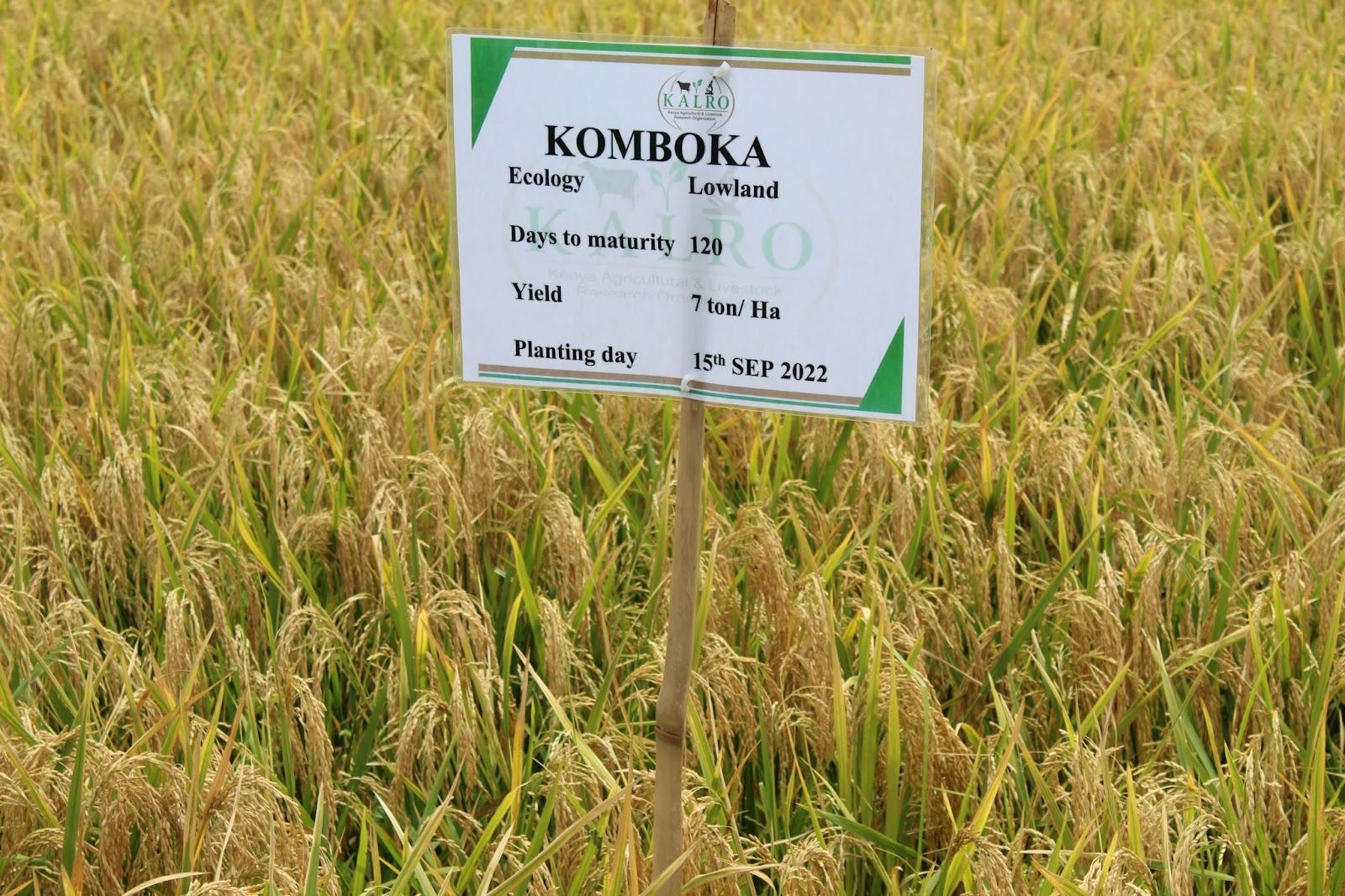 IRRI facilitates agreement between KALRO and Advanta Seeds ...