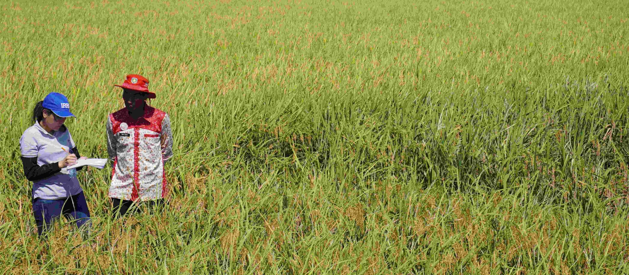 IRRI Launches RCM Project Microsite: A Comprehensive Hub for Indonesian ...