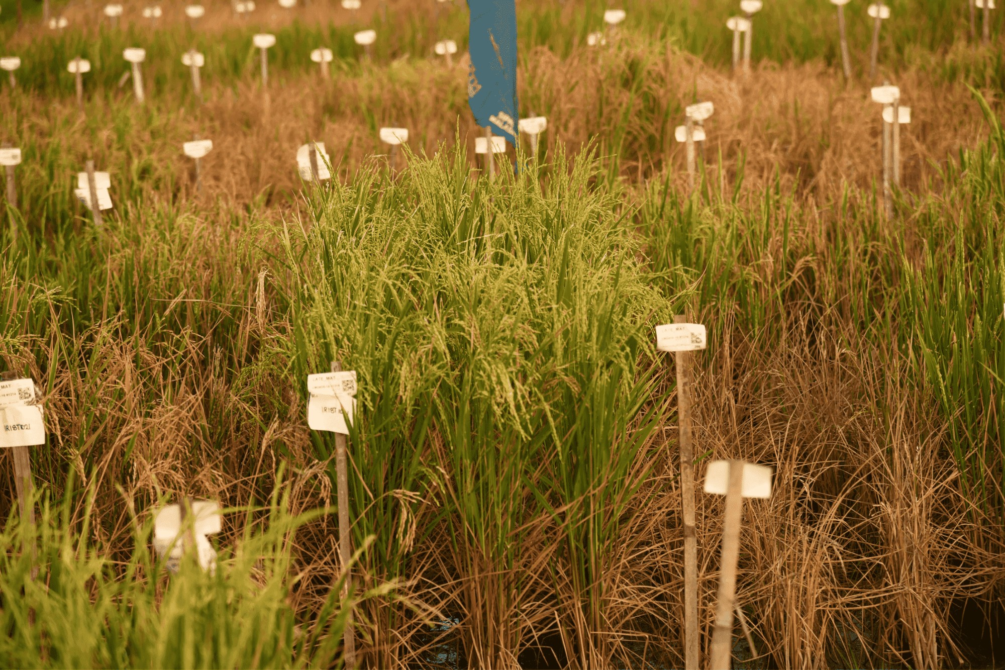 Reinventing salt-tolerant rice breeding on ground zero | International ...