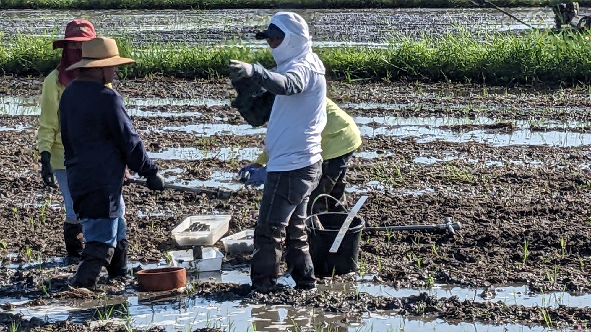 REMET-Rice Project supports joint training on soil spectroscopy for ...