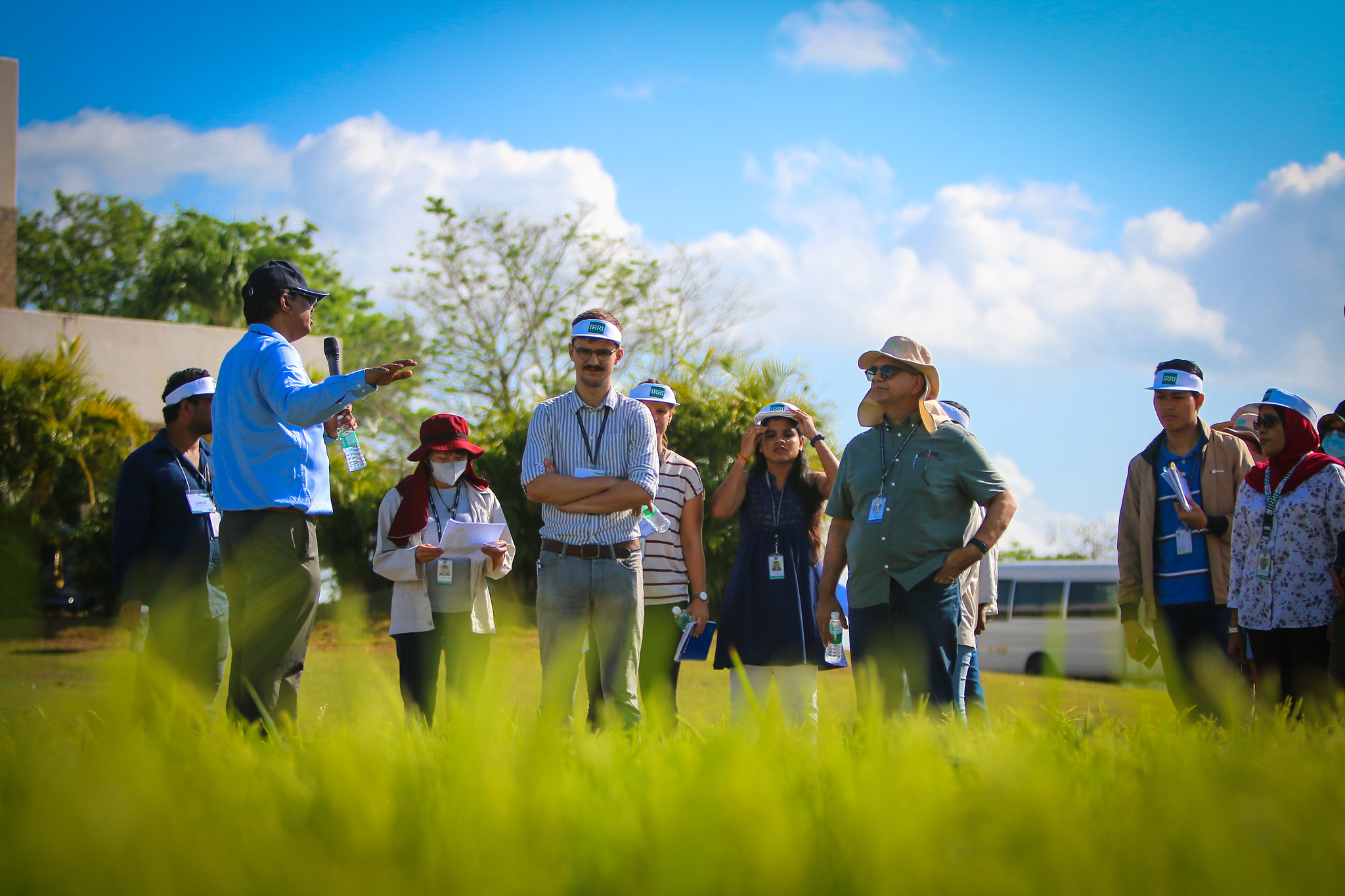 Rice phytobiome engineering could lead to greater food security, says ...