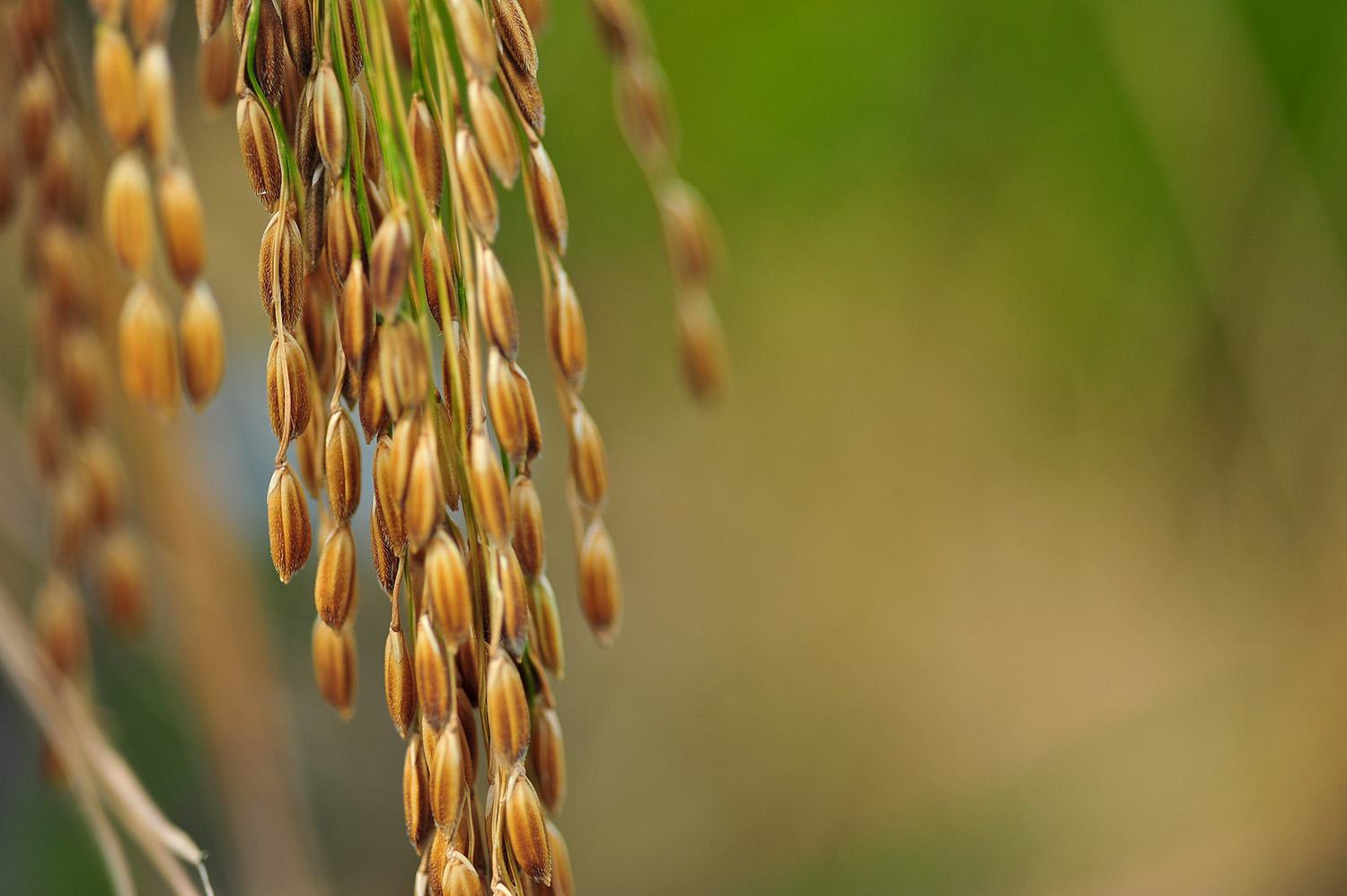 IRRI Bangladesh and Seed Certification Agency train private seed ...