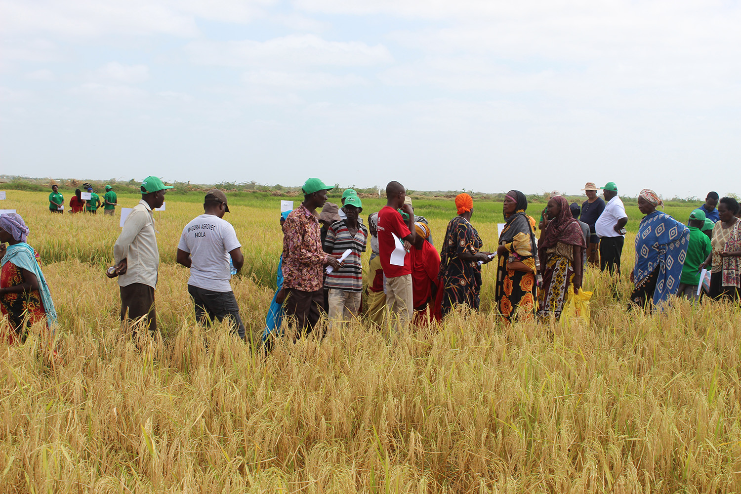 Salinity-tolerant rice variety set to boost rice yield in stress-prone ...
