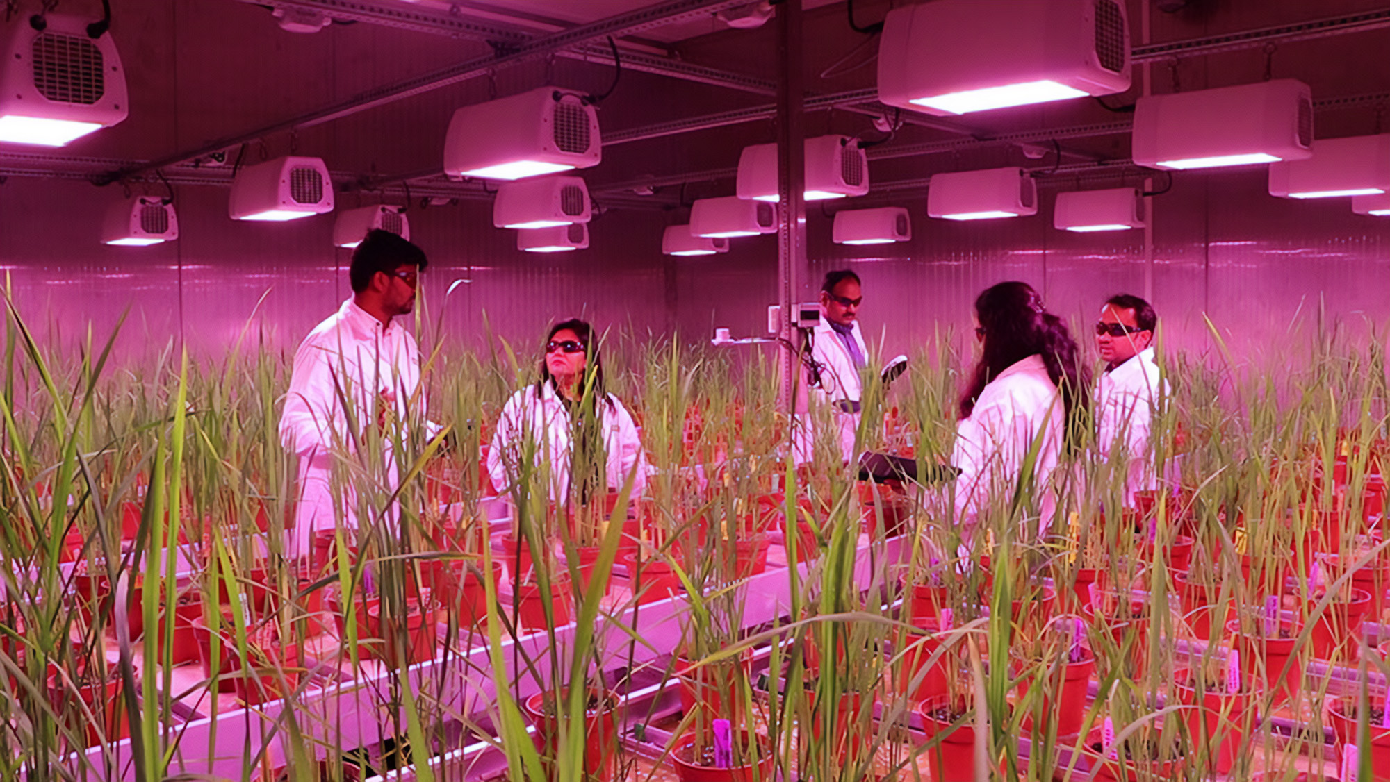 IRRI develops first speed breeding protocol for rice | International ...