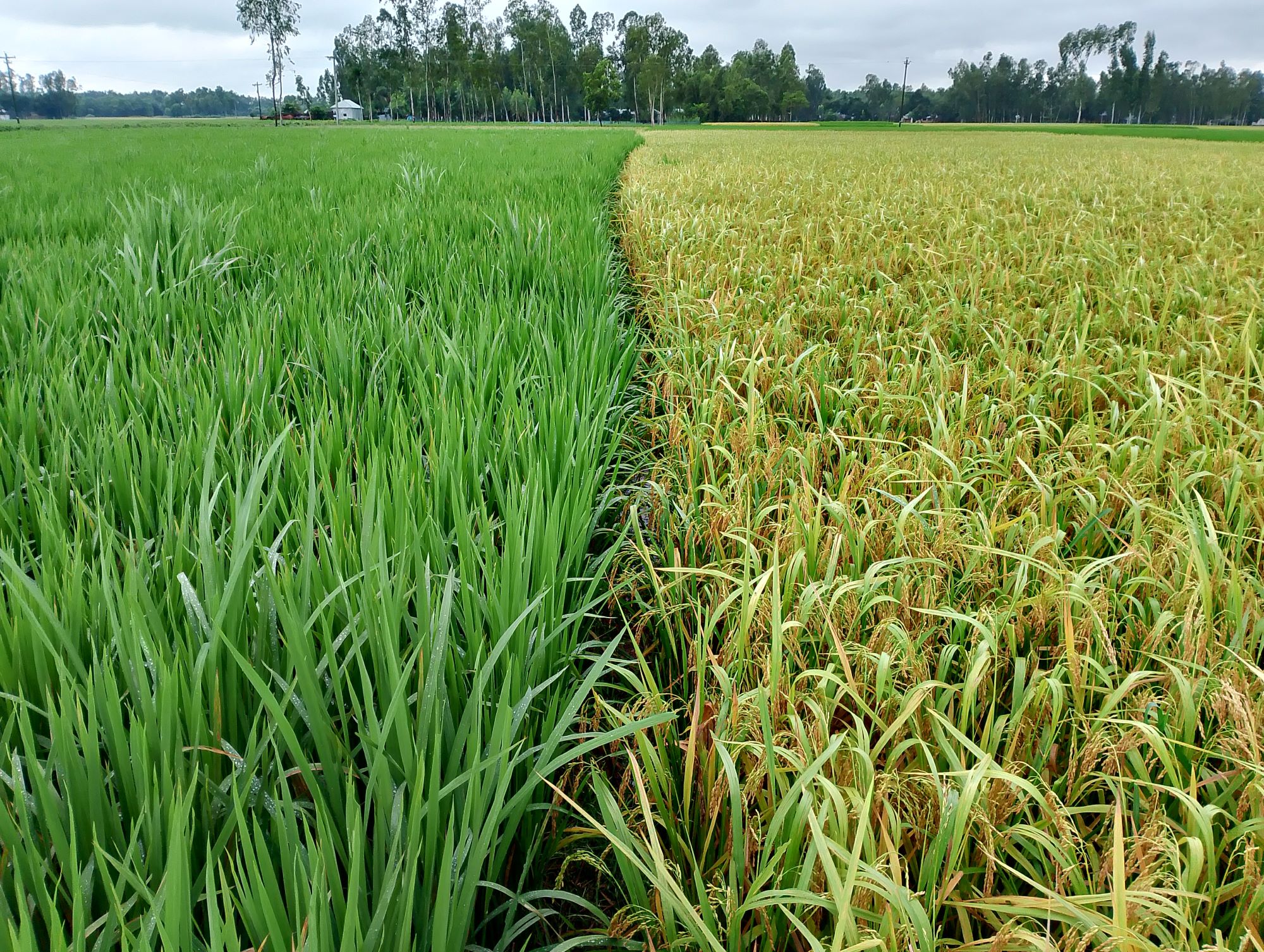 Unlocking agricultural diversification and intensification in Northern ...