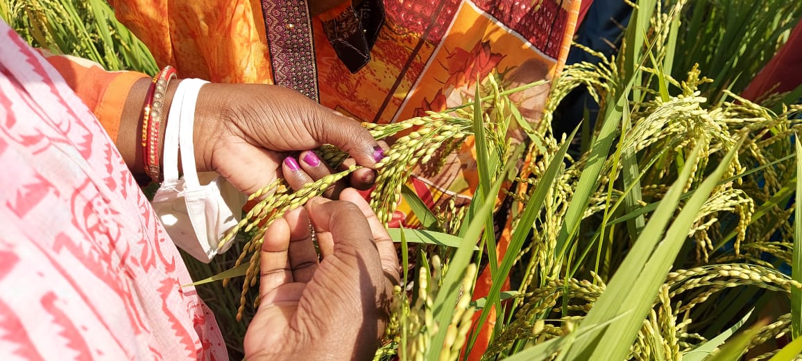 UP Agriculture Ministry and IRRI announces 13th National Seed Congress ...