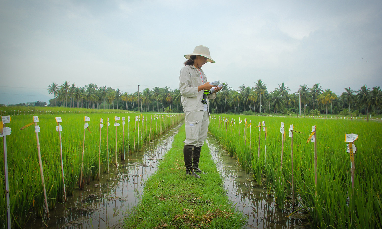 Data collection tools to support gender responsive breeding ...