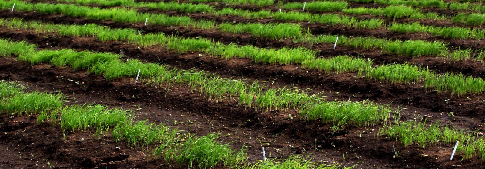 Global rice program to explore boosting Asia’s rice-based agriculture ...