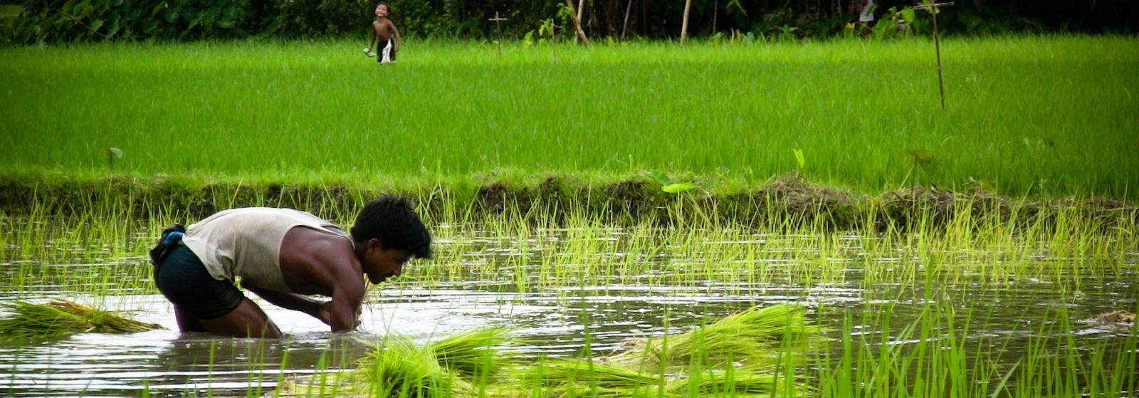 BRRI-IRRI launch project to develop new rice varieties for wetland rice ...