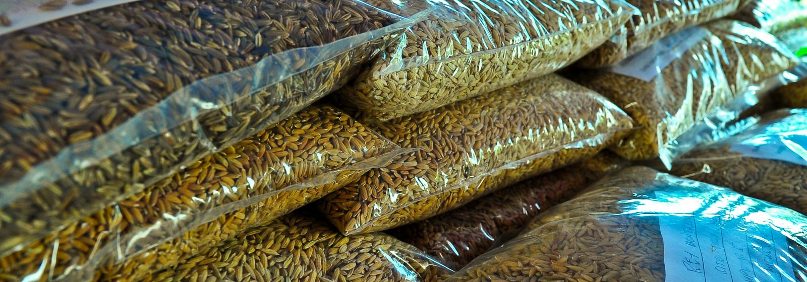 IRRI and SL Agritech enter into a Limited Exclusivity Agreement to ...