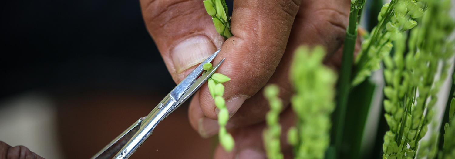 Hybrid rice review: Updating notions about hybrid rice | International ...