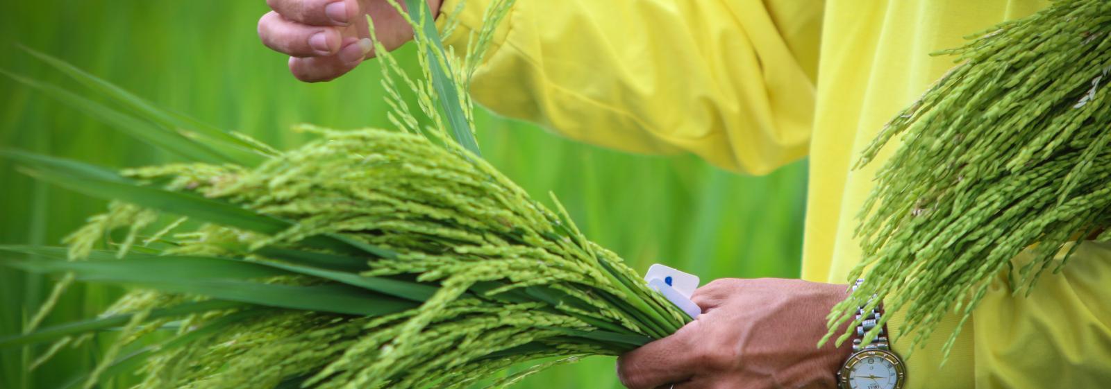 Symposium tackles Indonesia hybrid rice opportunities | International ...