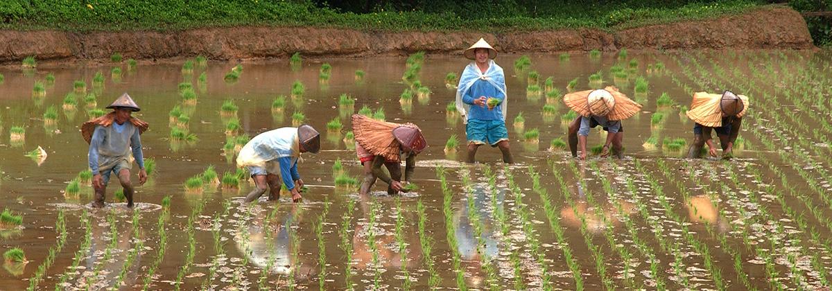 What the COVID-19 led Global Economic Recession could mean for Rice ...