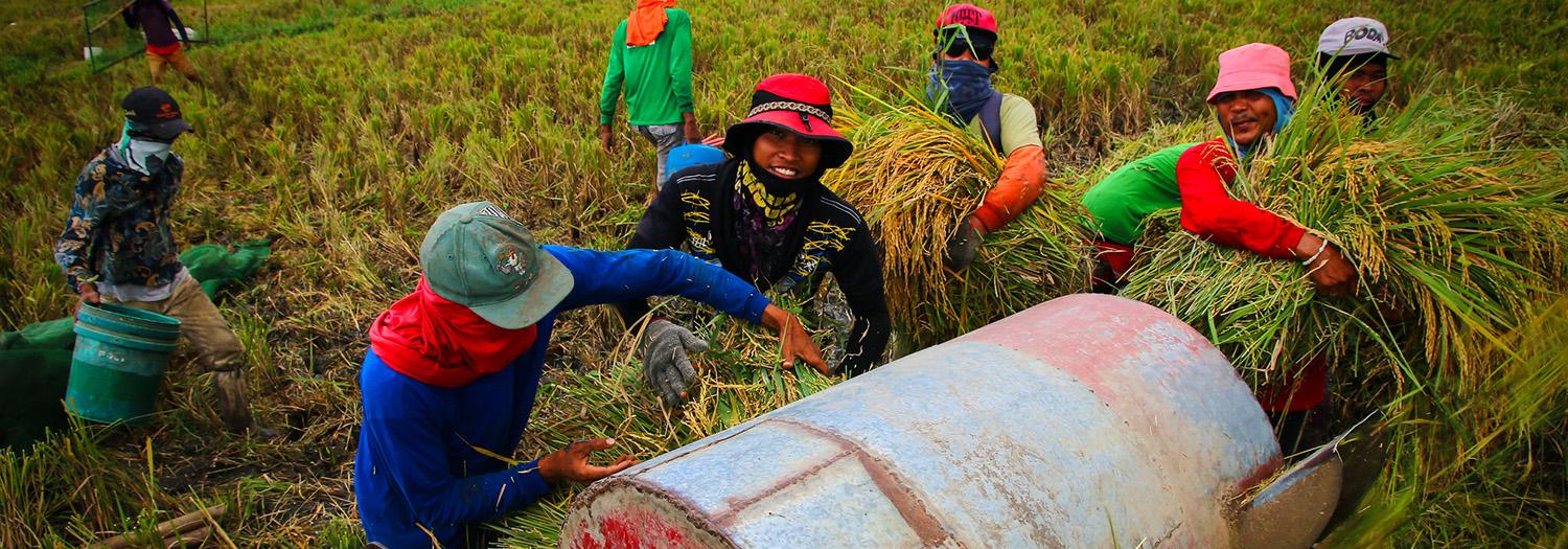 International Rice Research Institute