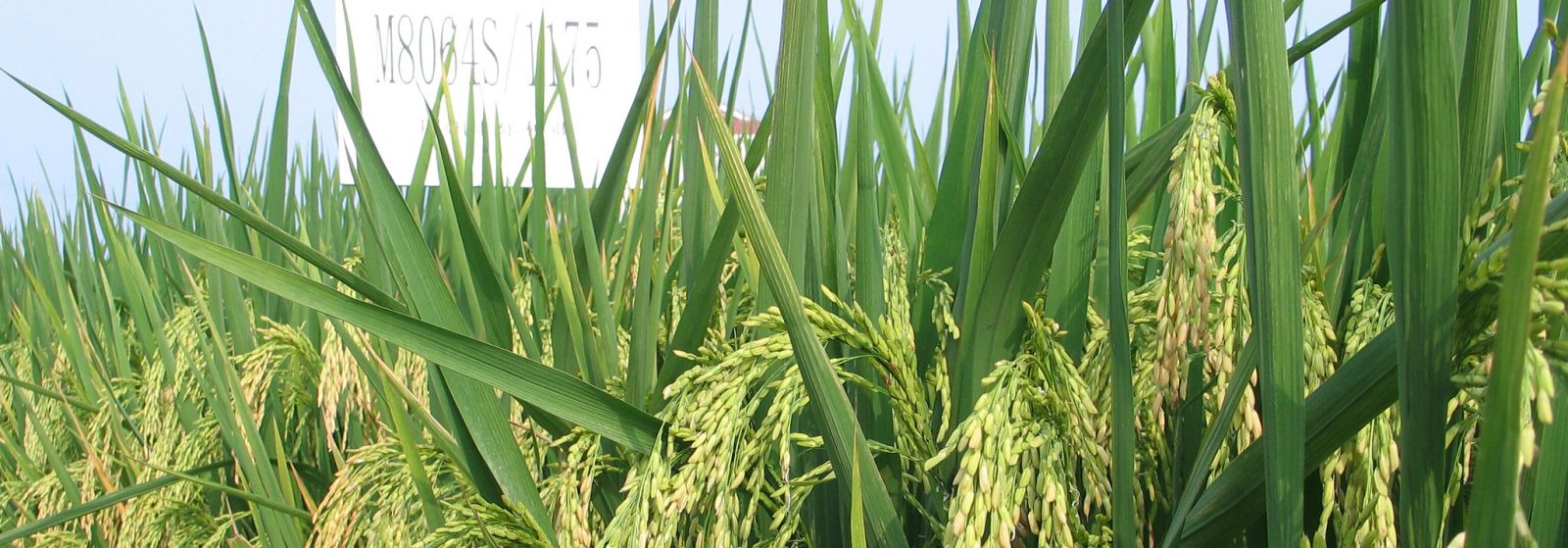 International Rice Research Institute