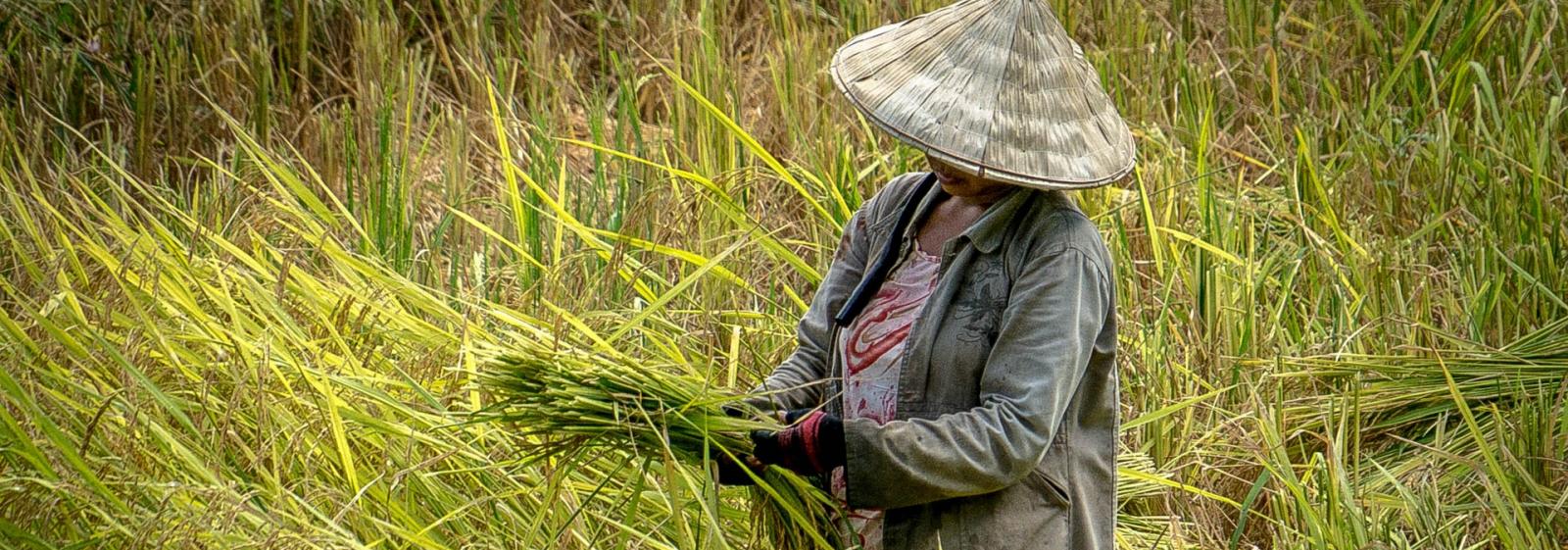International Rice Research Institute