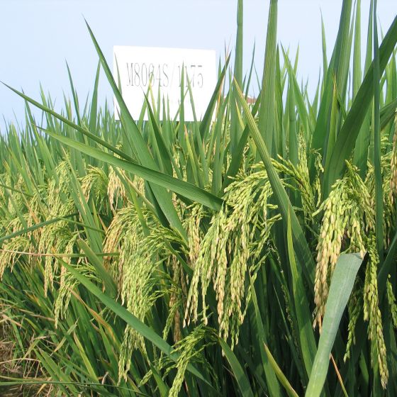 International Rice Research Institute