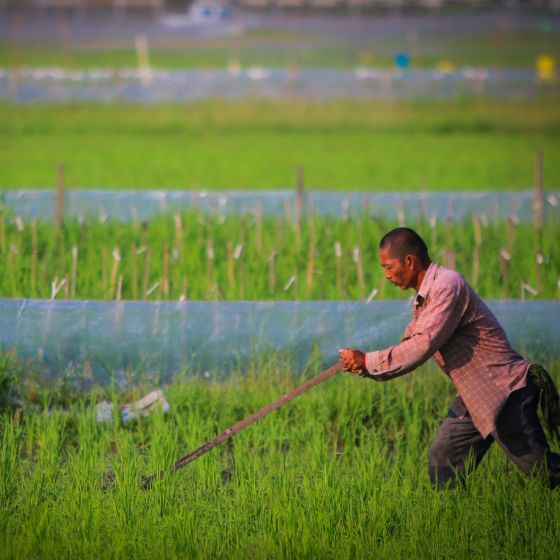 International Rice Research Institute