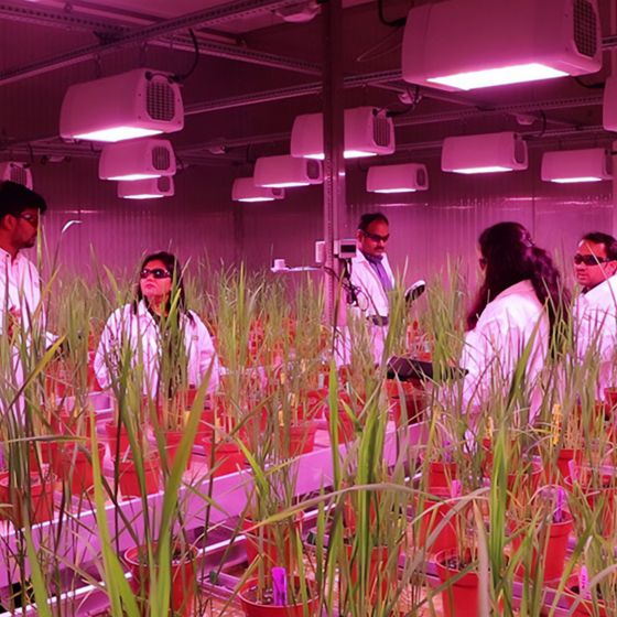 International Rice Research Institute